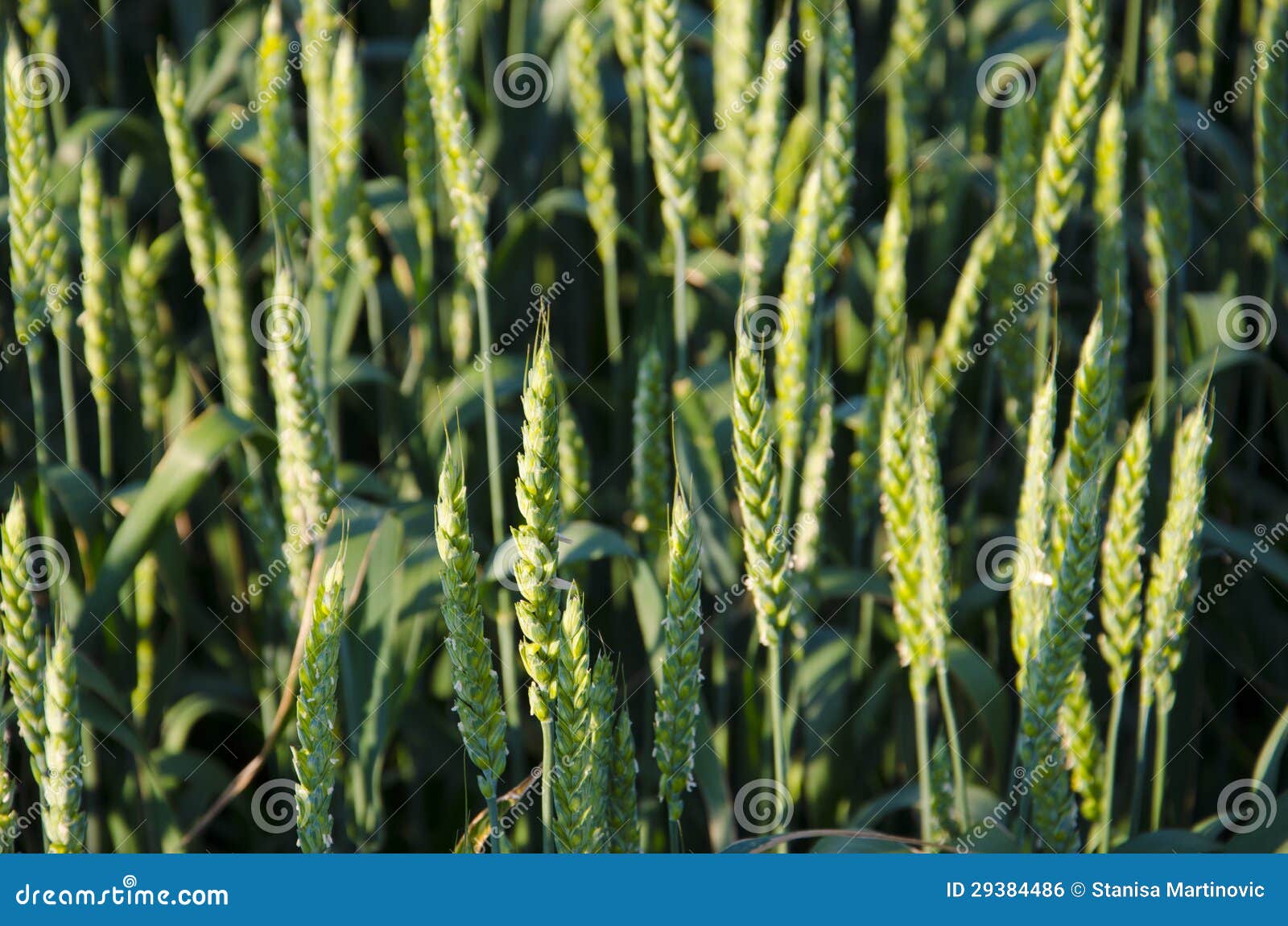 Green wheat stock photo. Image of summer, pattern, plant - 29384486