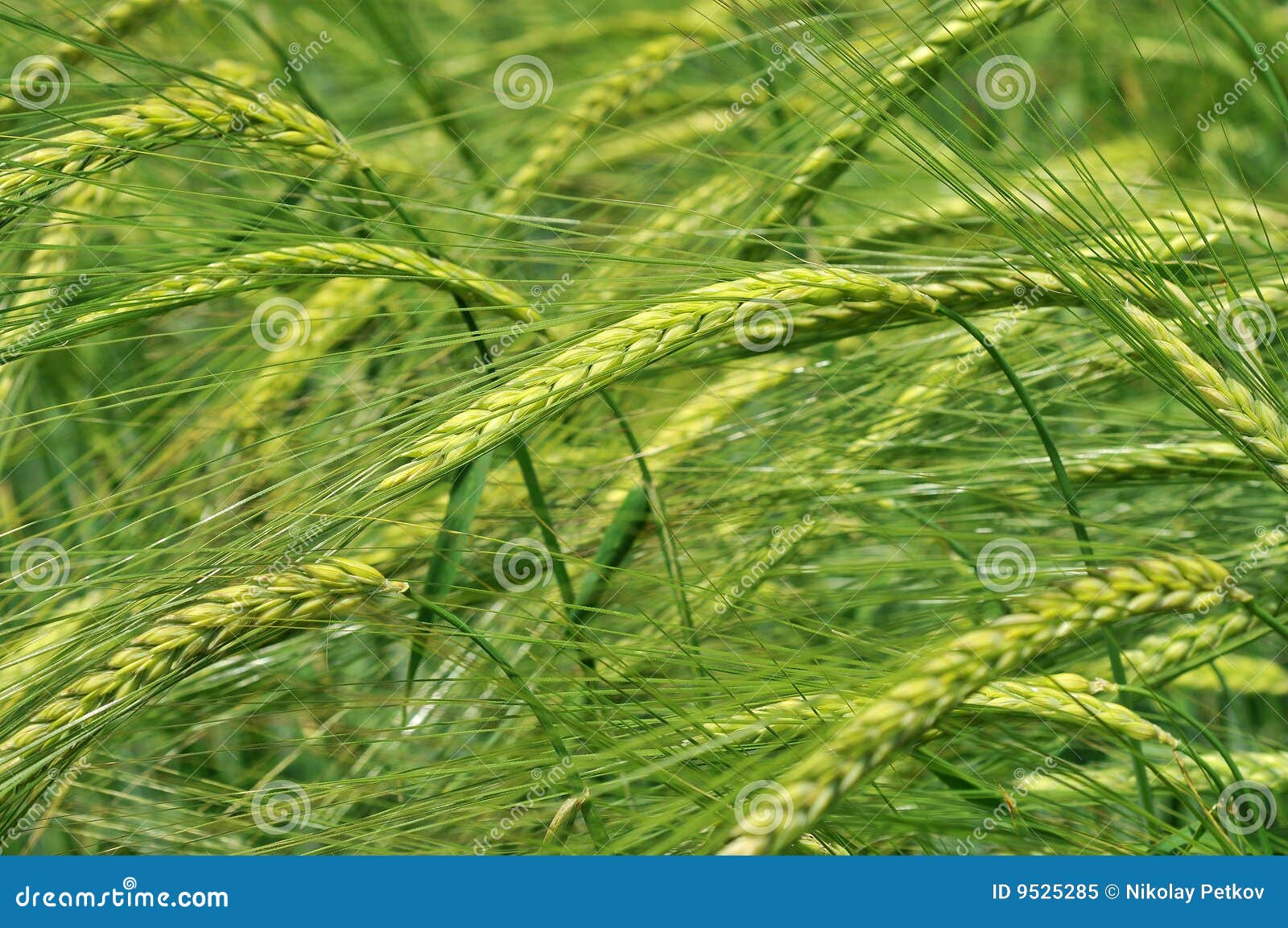 Green Wheat stock image. Image of green, landscape, meadow - 9525285
