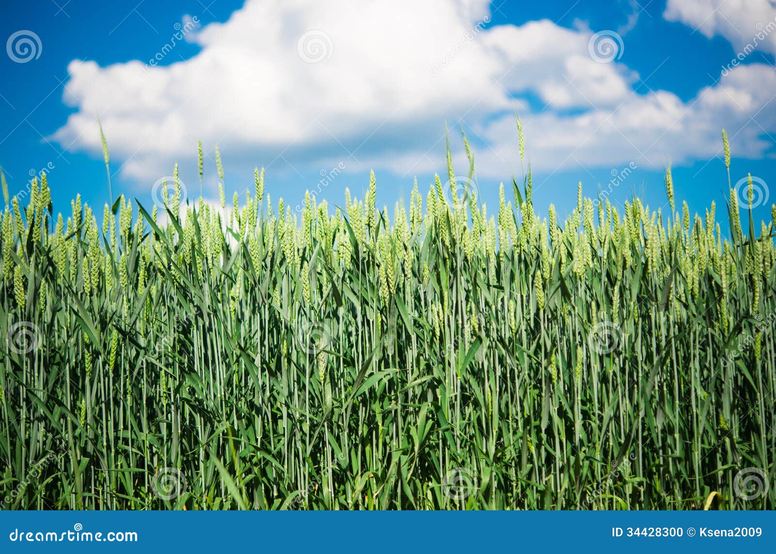 Green wheat stock photo. Image of green, cereal, light - 34428300