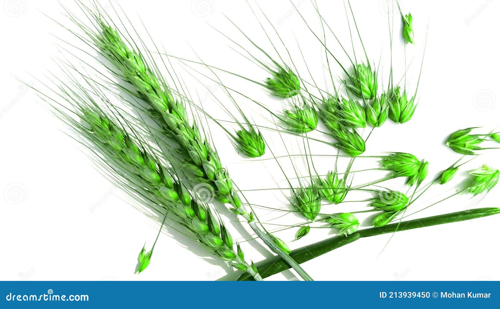 Green wheat beautiful buds stock photo. Image of eaten - 213939450