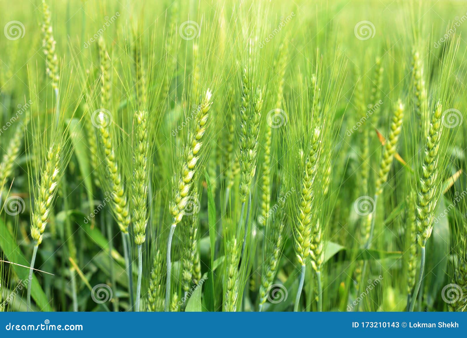 Green Wheat Bran and Green Wheat Fields Stock Image - Image of flower ...