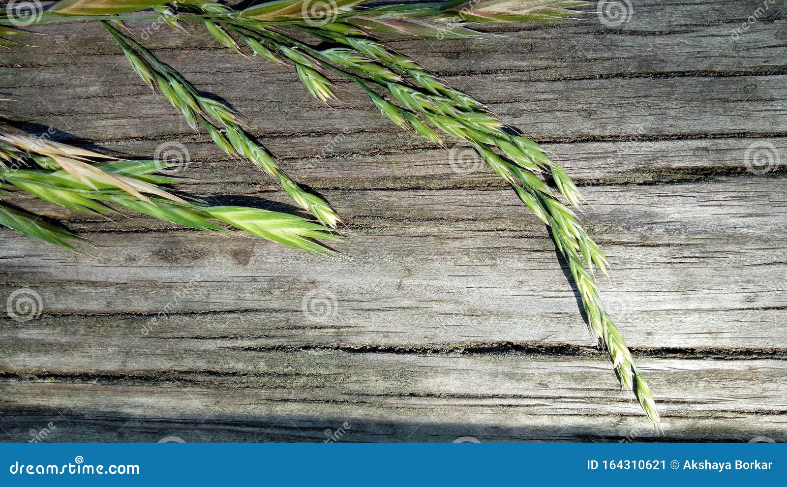 Green Wheat Branch on Wooden Bench Stock Image - Image of wheat, green ...