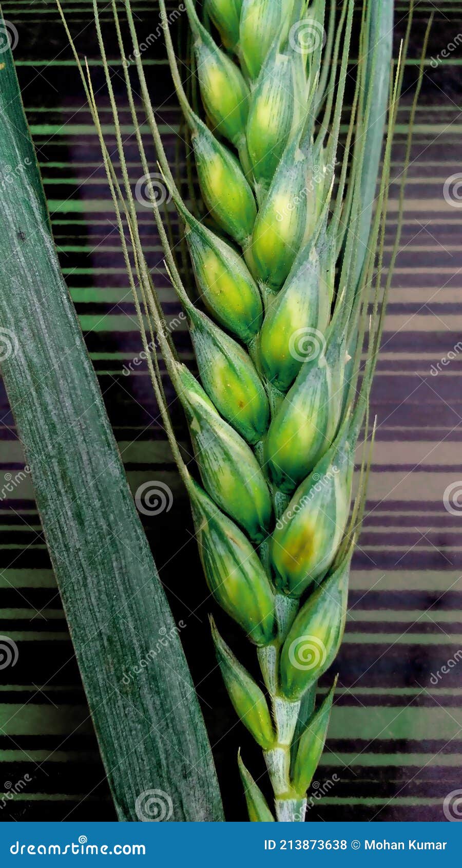 Green Wheat Buds with Background Stock Photo - Image of wheat, major ...