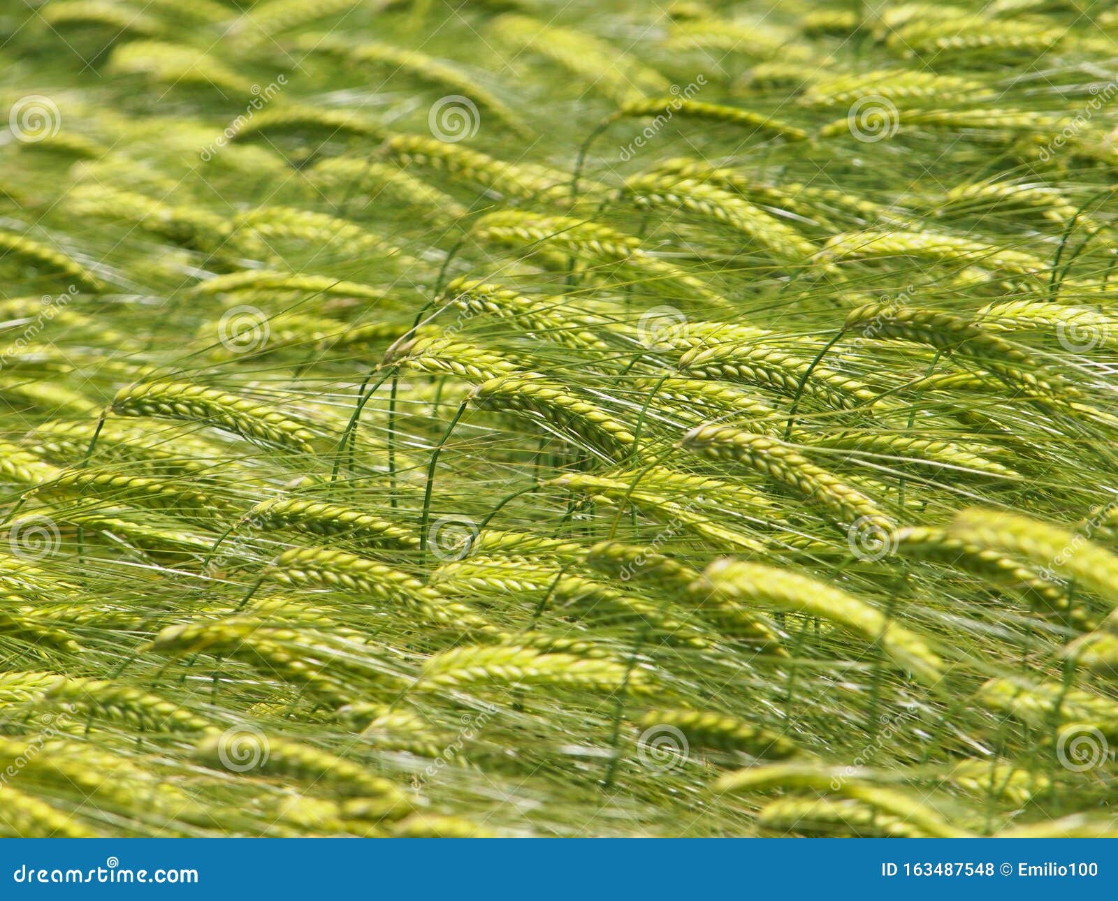 Green wheat crop stock photo. Image of sunny, daylight - 163487548