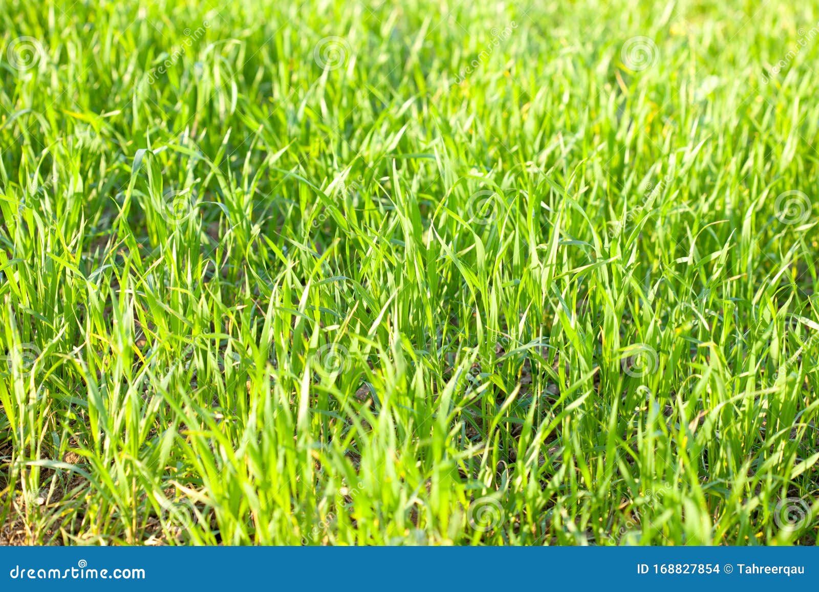 Green wheat crop stock photo. Image of cereal, farm - 168827854