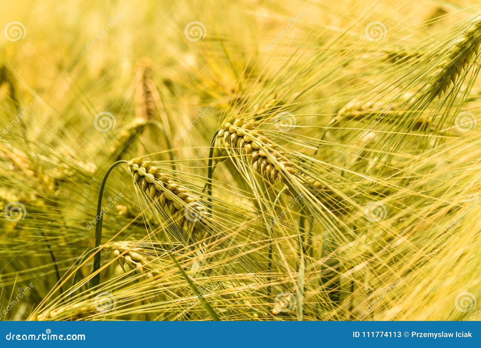Green wheat closeup stock image. Image of food, farming - 111774113