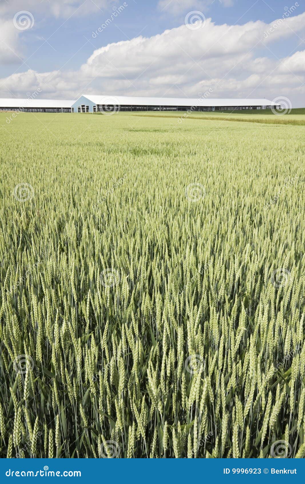 Green Wheat and a Farm Under Cloudy Sky Stock Image - Image of seed ...