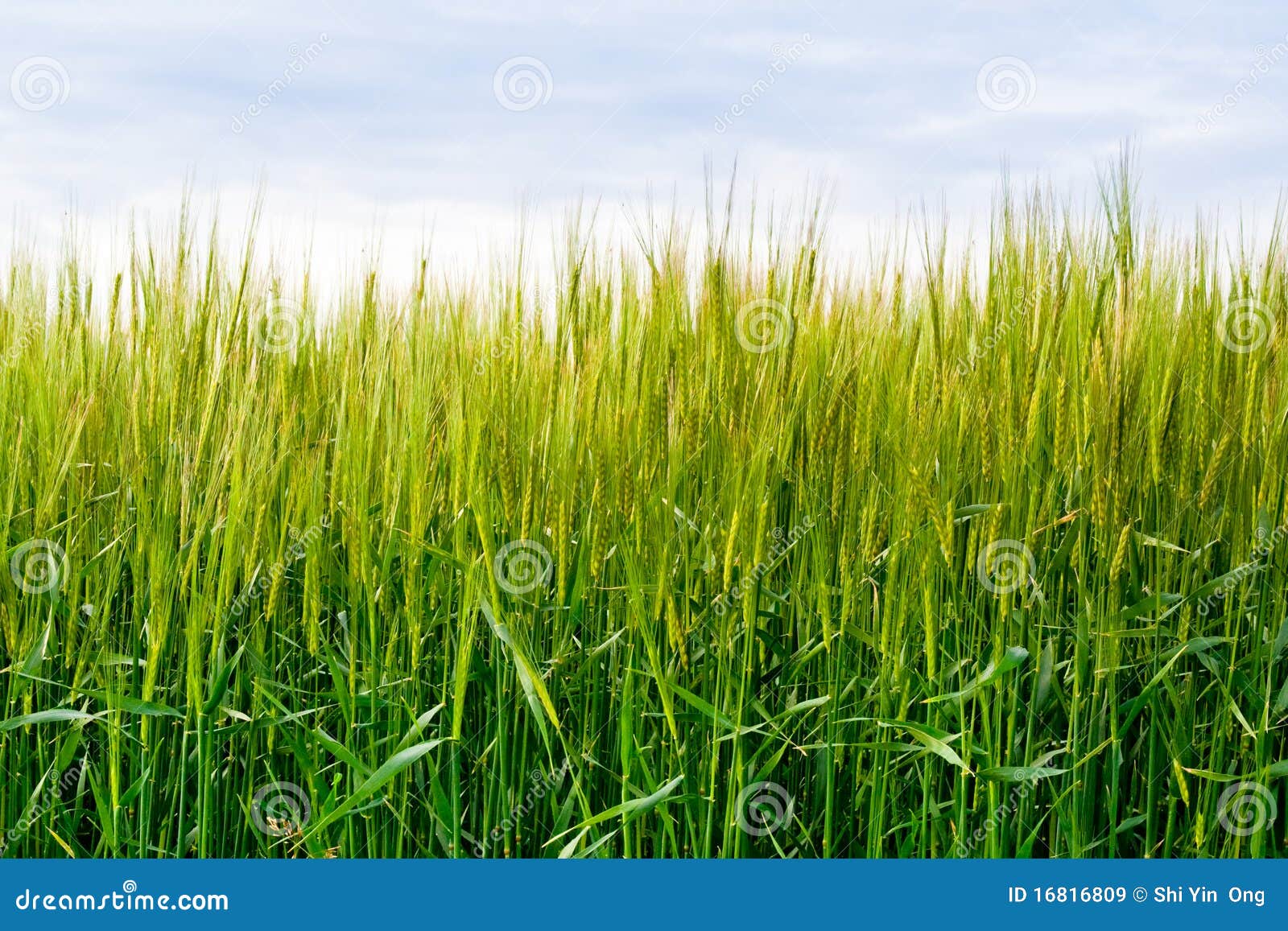 Green wheat field stock image. Image of grass, textures - 16816809