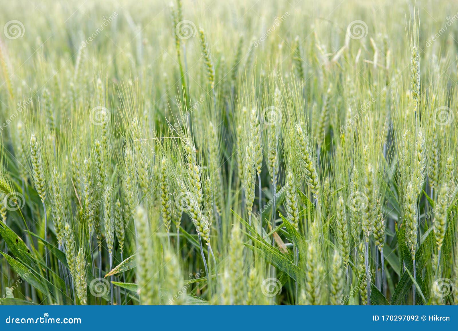 Young wheat field stock photo. Image of food, summer - 170297092