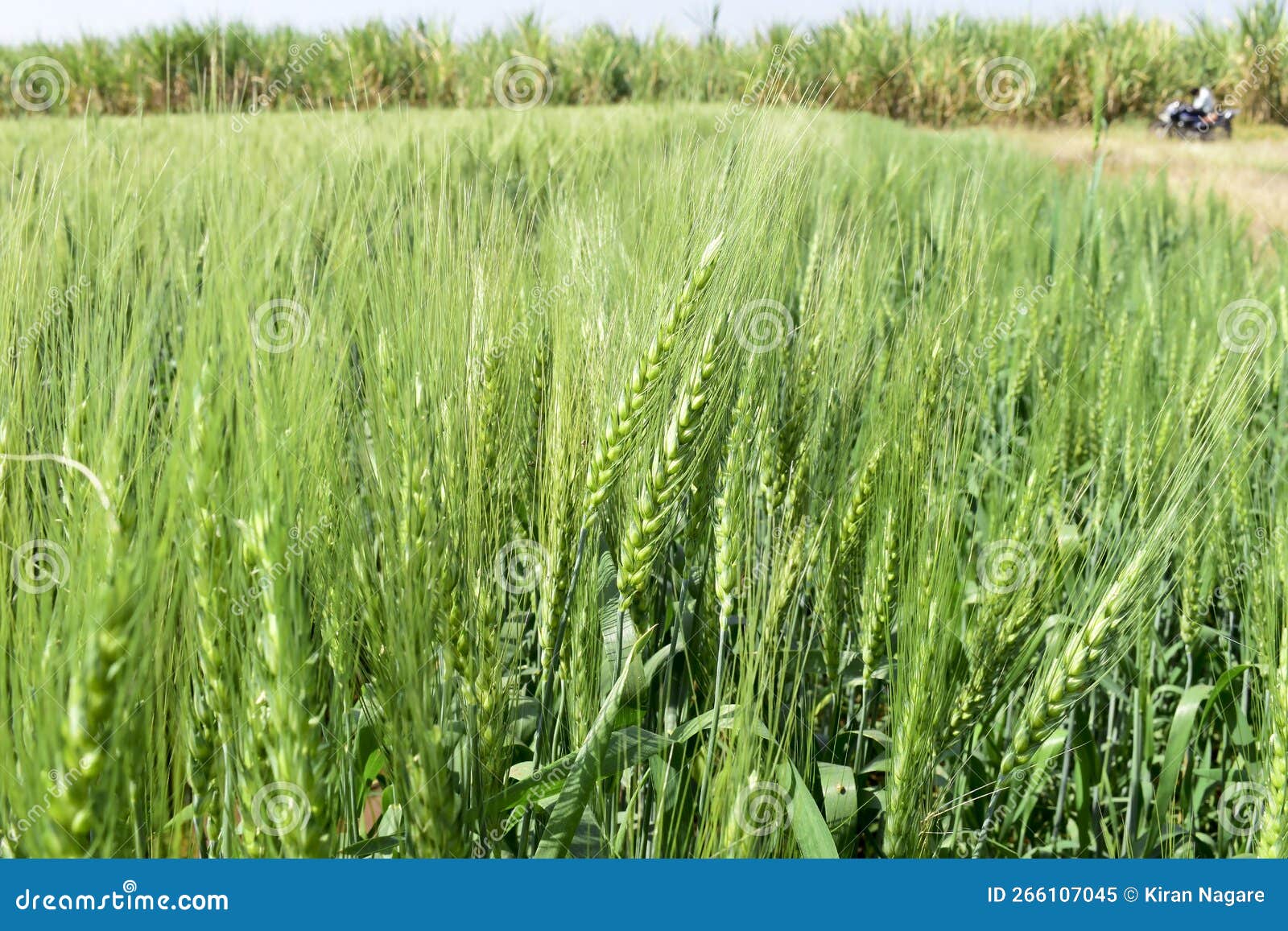 Young Green Wheat Seedlings Growing on a Field Stock Image - Image of ...