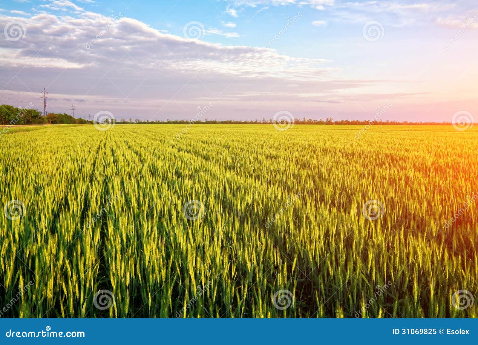 Green wheat field stock image. Image of idyllic, outdoors - 31069825