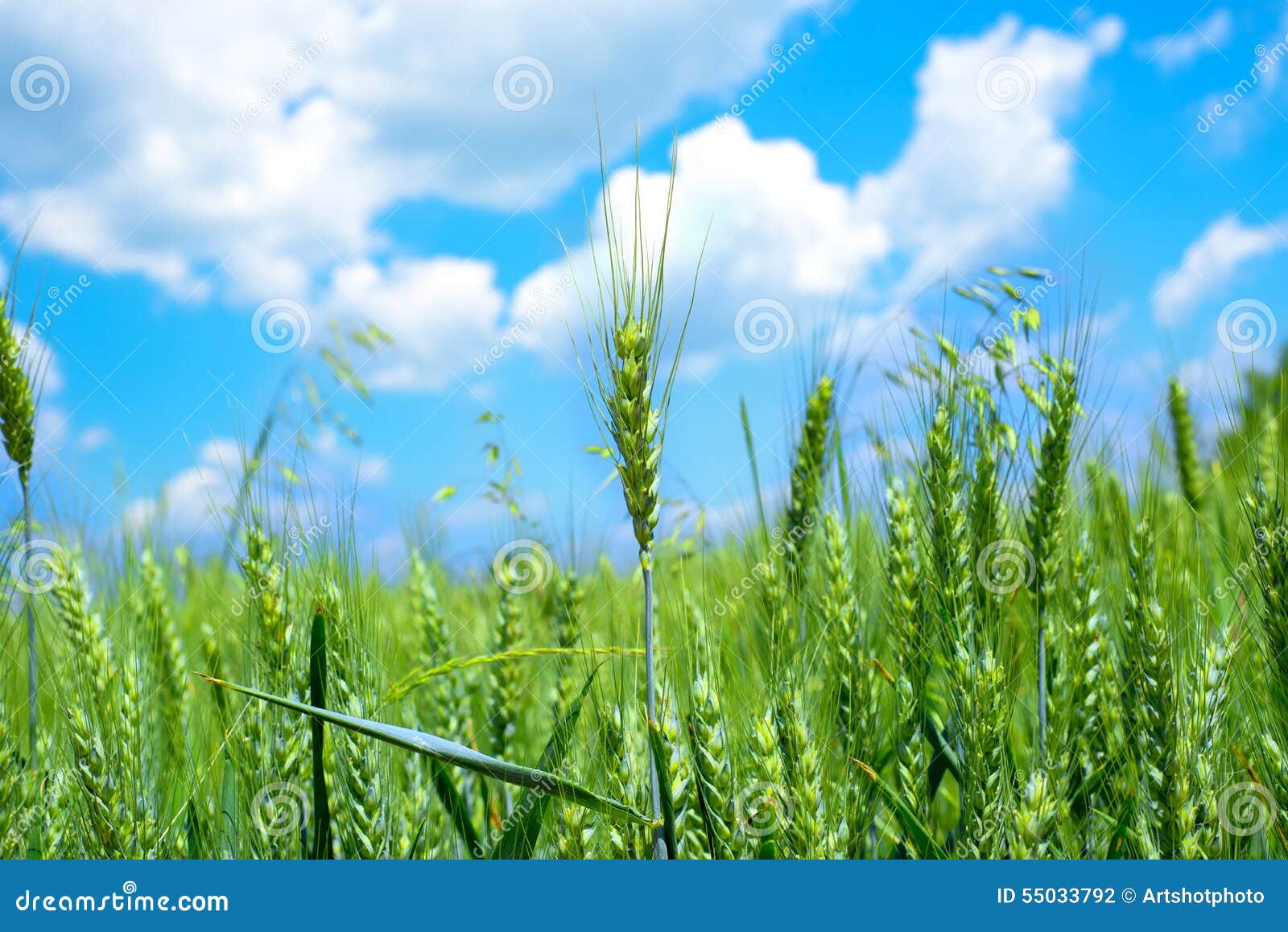 Green wheat field stock photo. Image of blue, landscape - 55033792