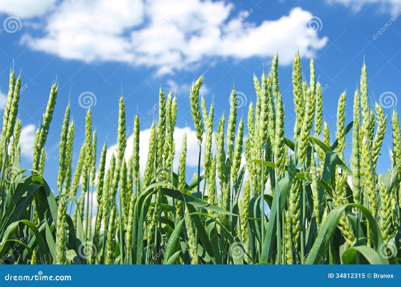 Green wheat field stock image. Image of natural, agriculture - 34812315
