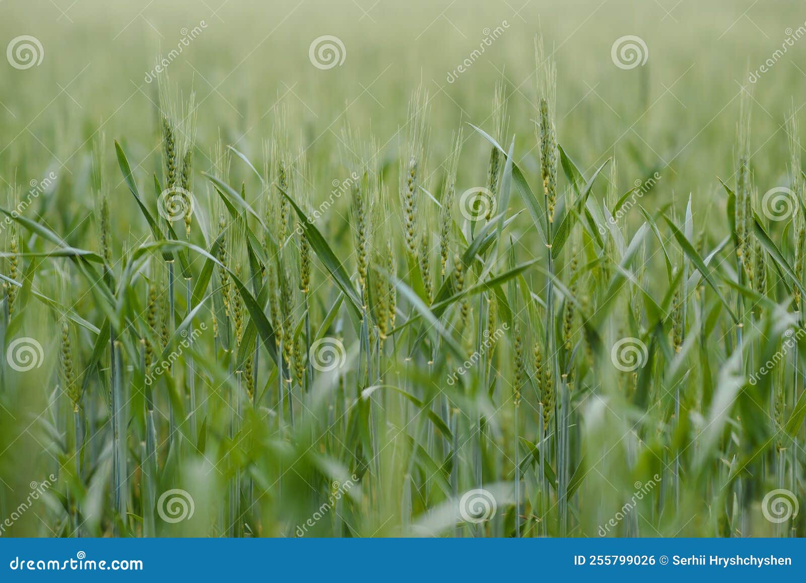 Green Wheat Field Close Up Image Stock Photo - Image of food, land ...