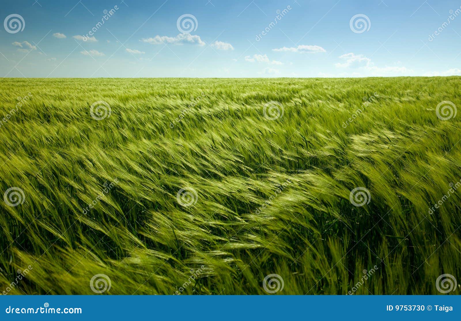Green Wheat Growing And Maturing On The Field Royalty-Free Stock Image ...