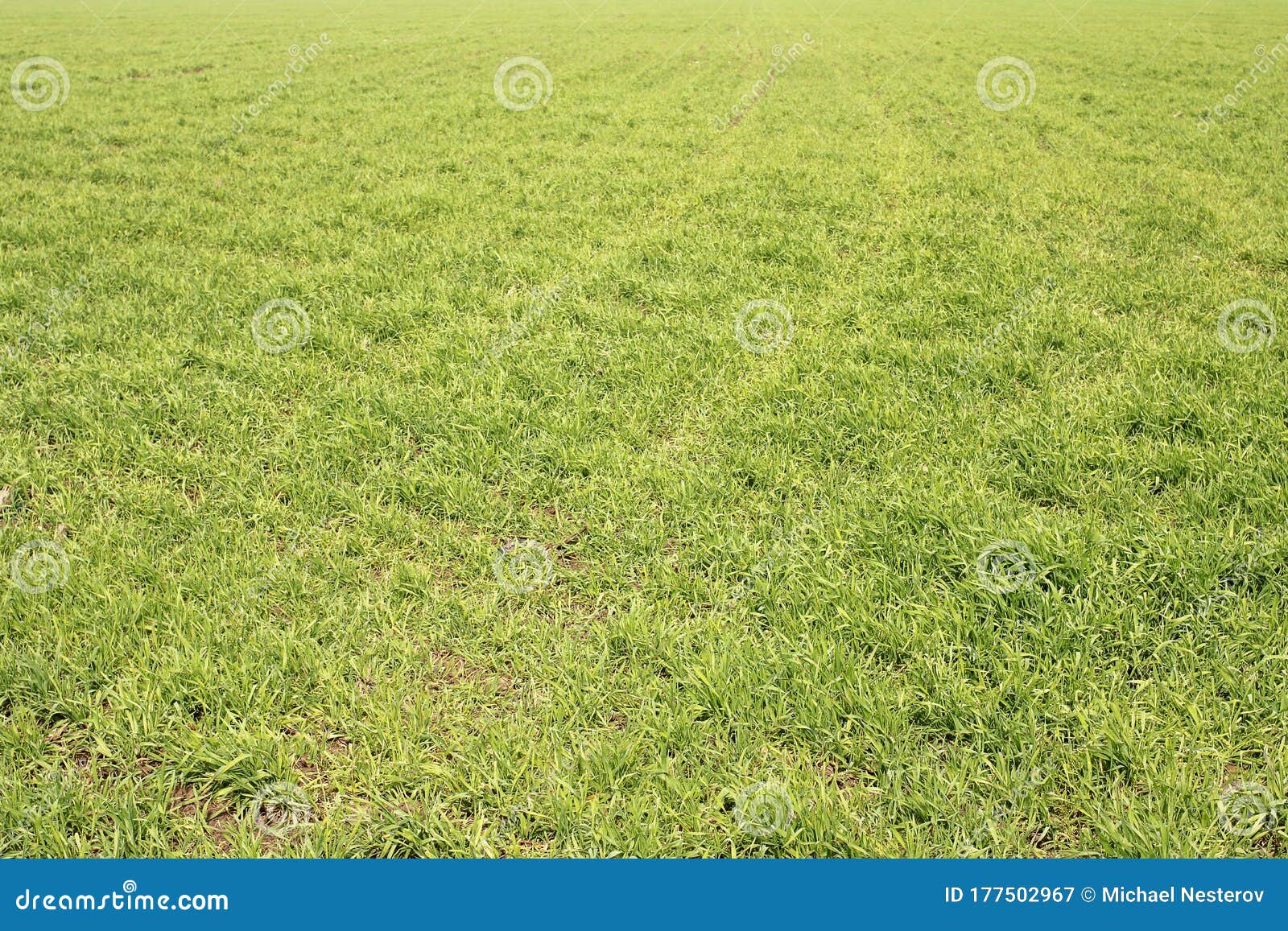 Green Wheat Field in Early Spring Stock Image - Image of cultivation ...