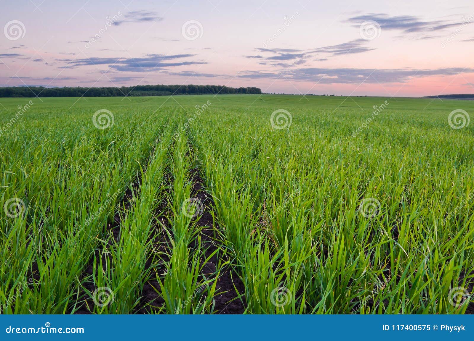 Green Wheat Field in Early Spring and the Edge of the Forest on Stock ...