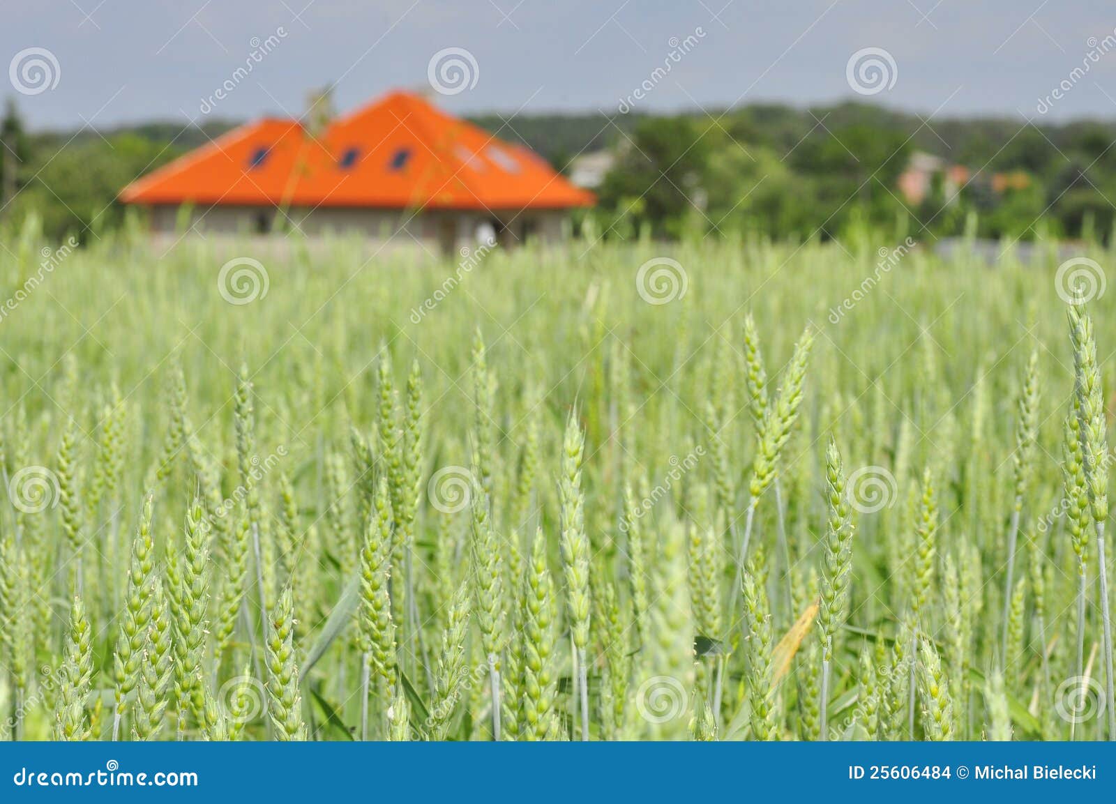 Green Wheat Field with a House Stock Photo - Image of tree, blue: 25606484