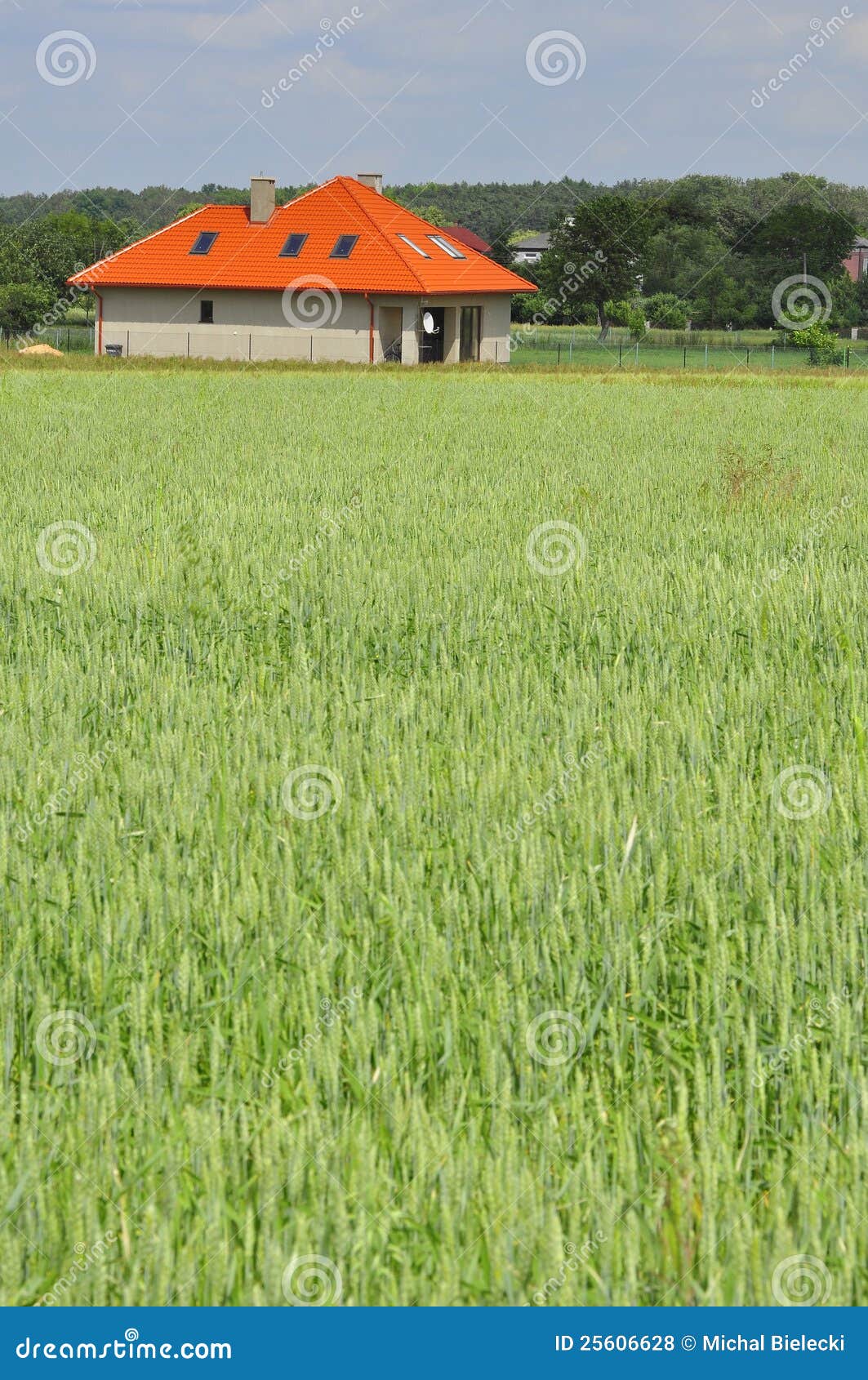 Green Wheat Field with a House Stock Photo - Image of matures, seed ...