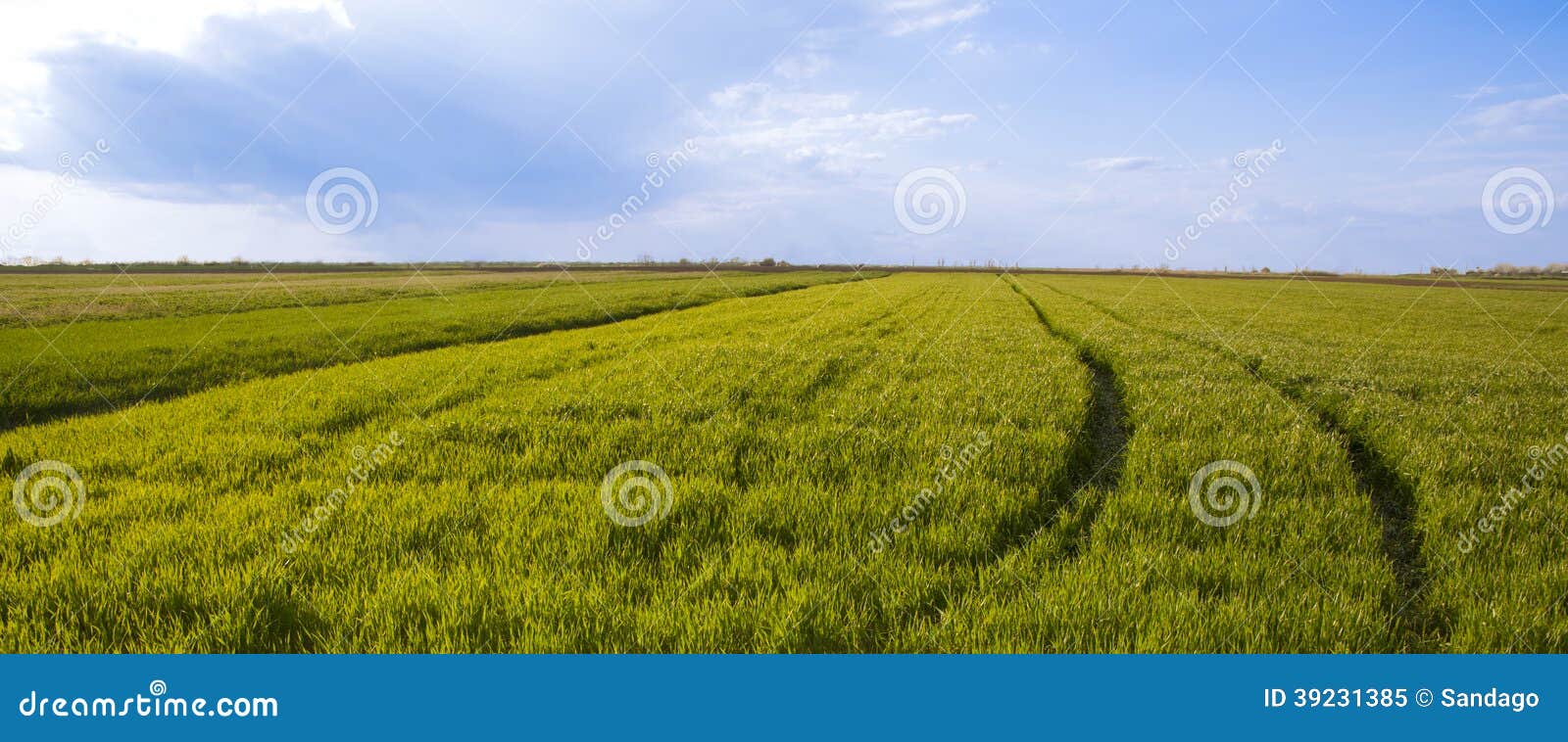 Green Wheat Field with Path Stock Image - Image of growing, cereal ...