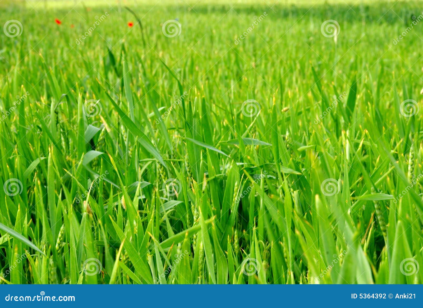 Green Wheat Field at Spring Stock Photo - Image of leaf, meadow: 5364392