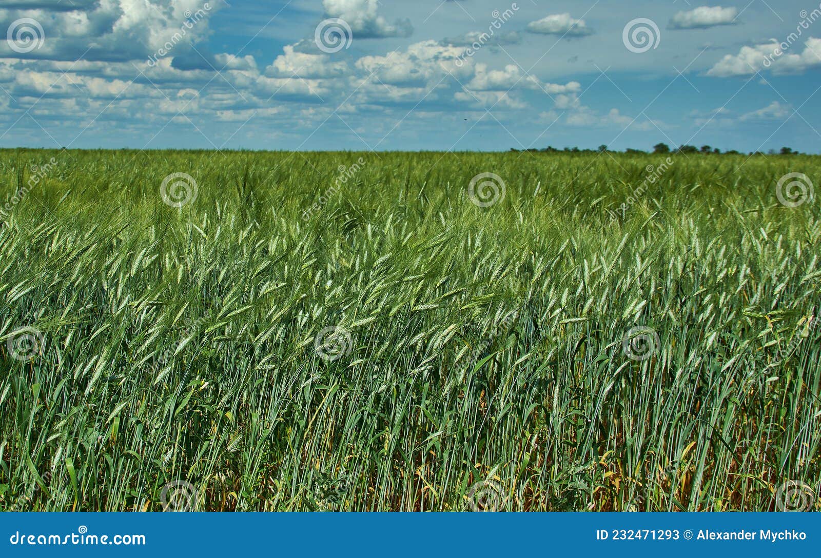 Green Wheat Field Spring Rye Stock Image - Image of season, early ...