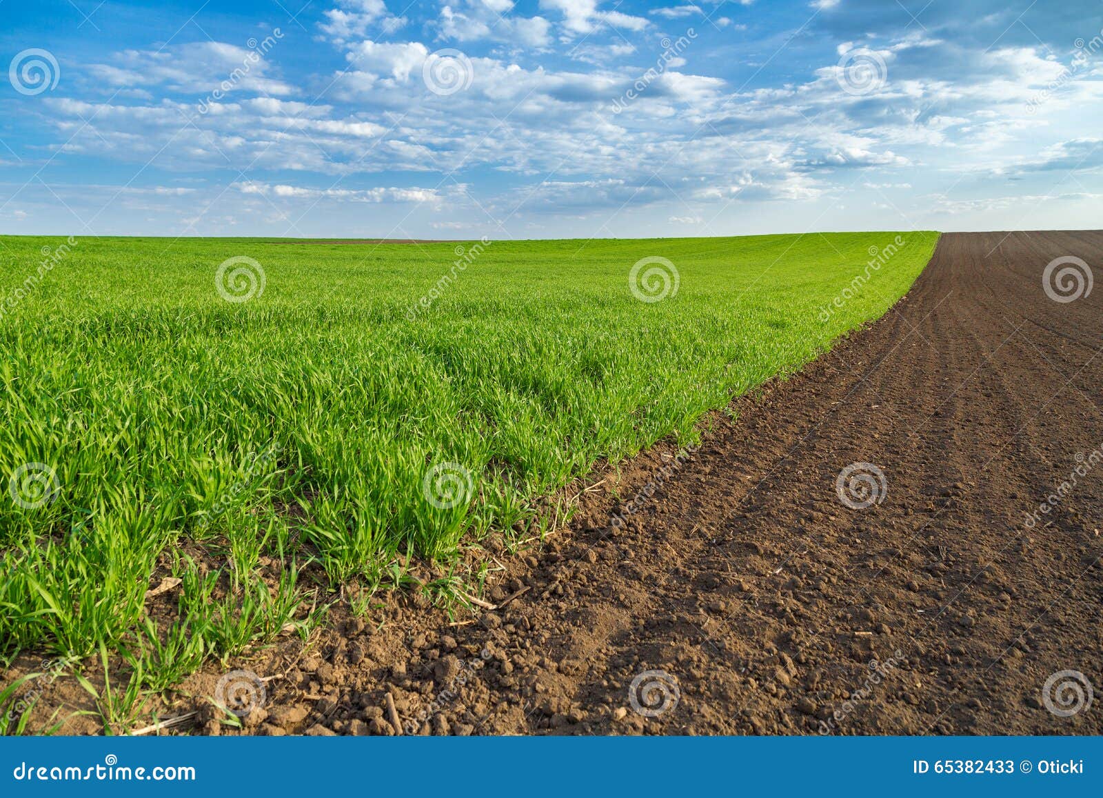 Green Wheat Field Sprouting at Spring Season. Stock Image - Image of ...