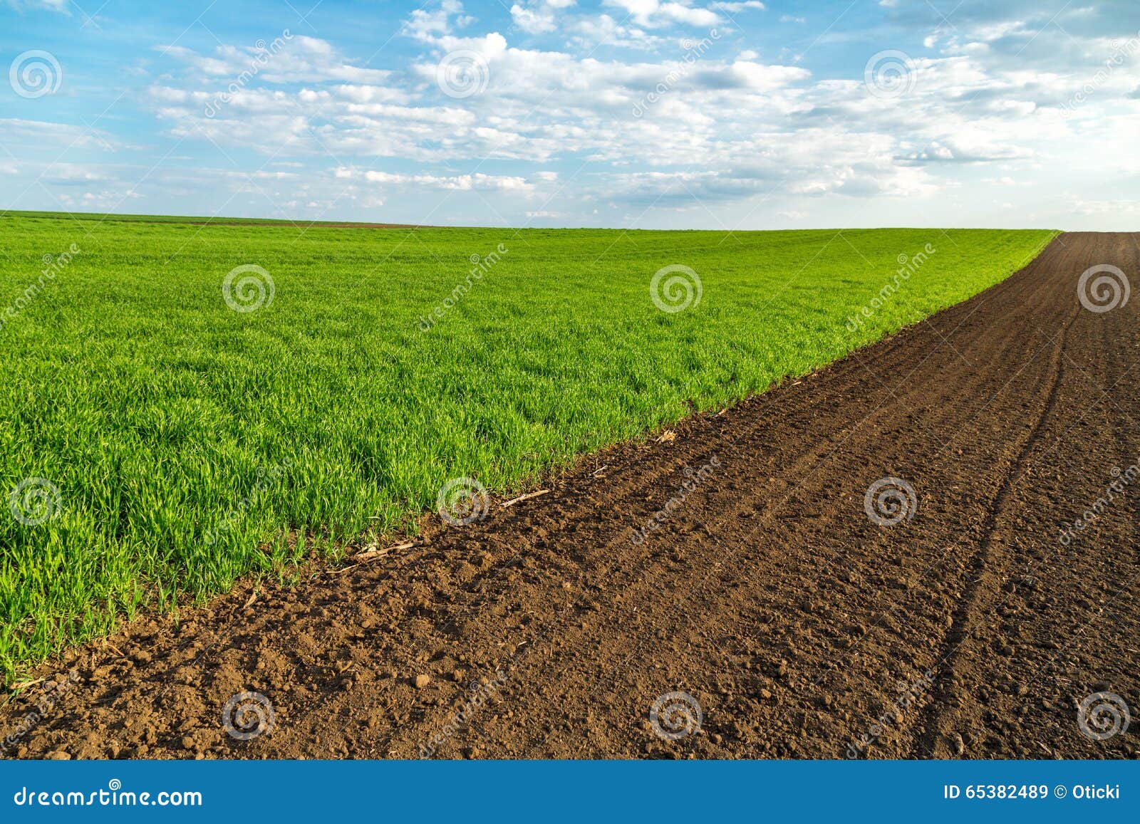 Green Wheat Field Sprouting at Spring Season. Stock Image - Image of ...