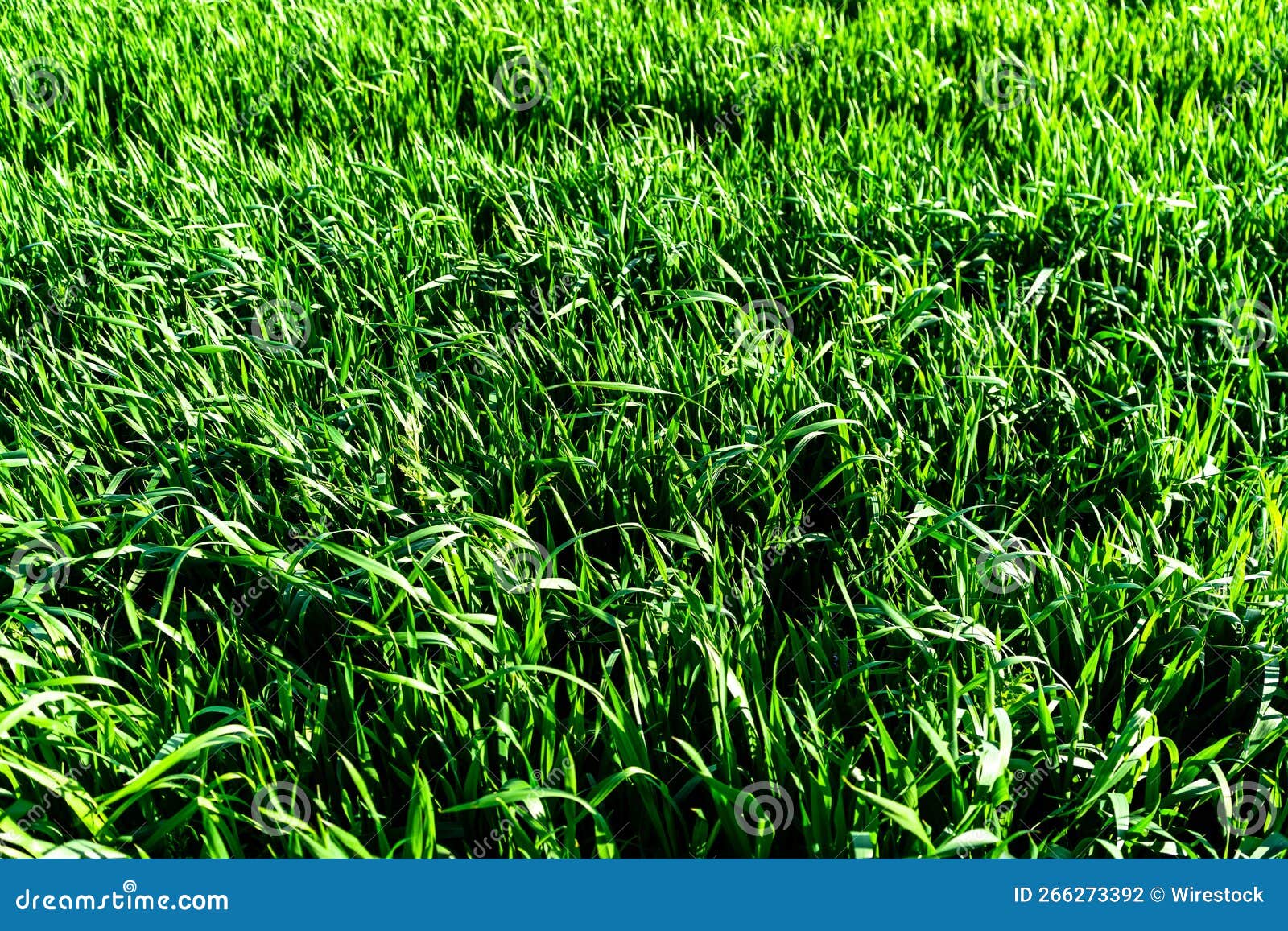 Green wheat field texture stock photo. Image of background - 266273392