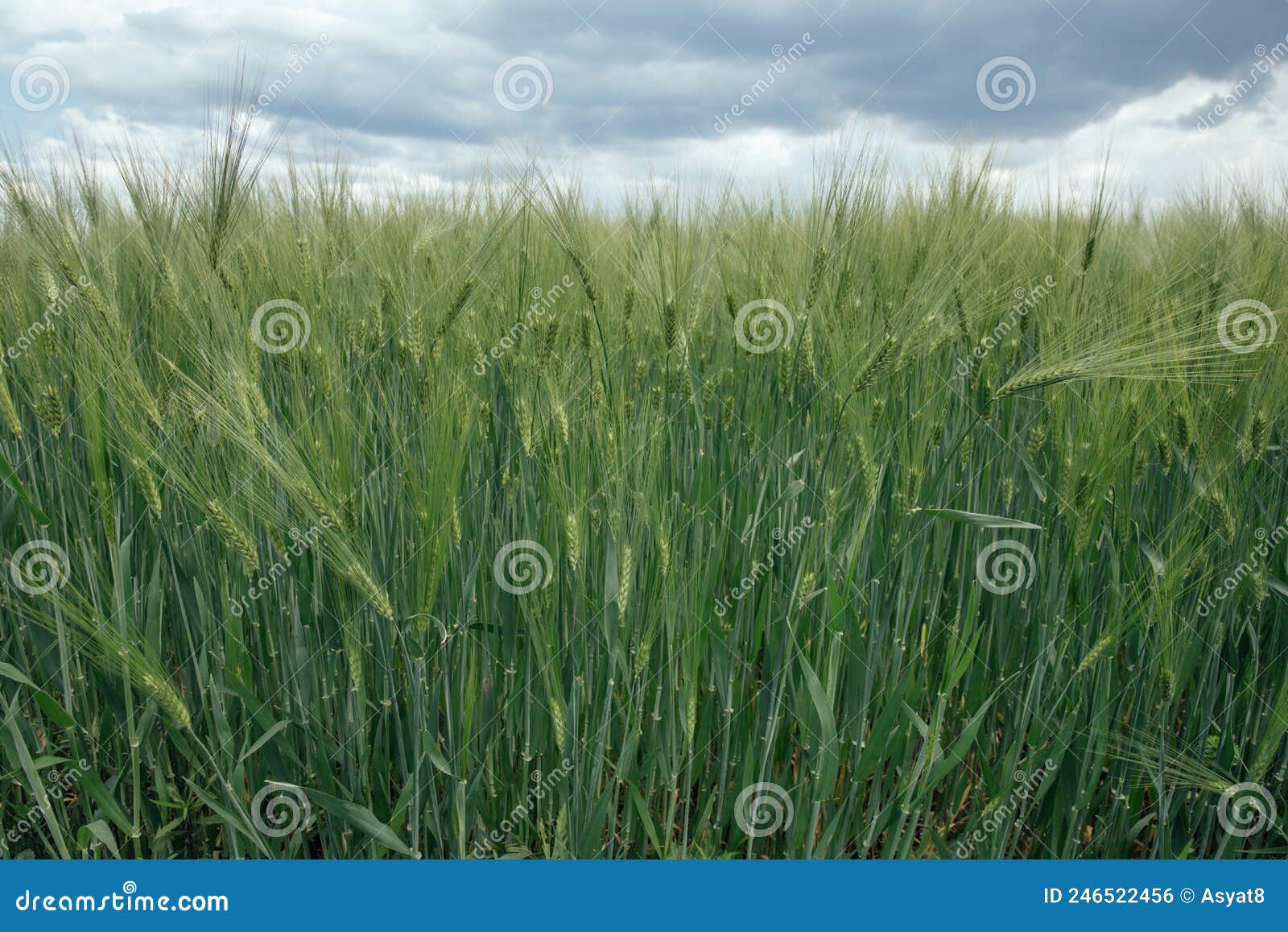 Green wheat field texture stock photo. Image of scene - 246522456