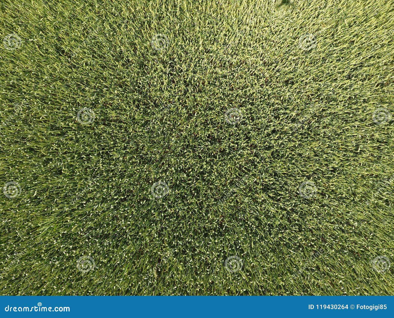 Green Wheat in the Field, Top View with a Drone. Texture of Wheat Green ...