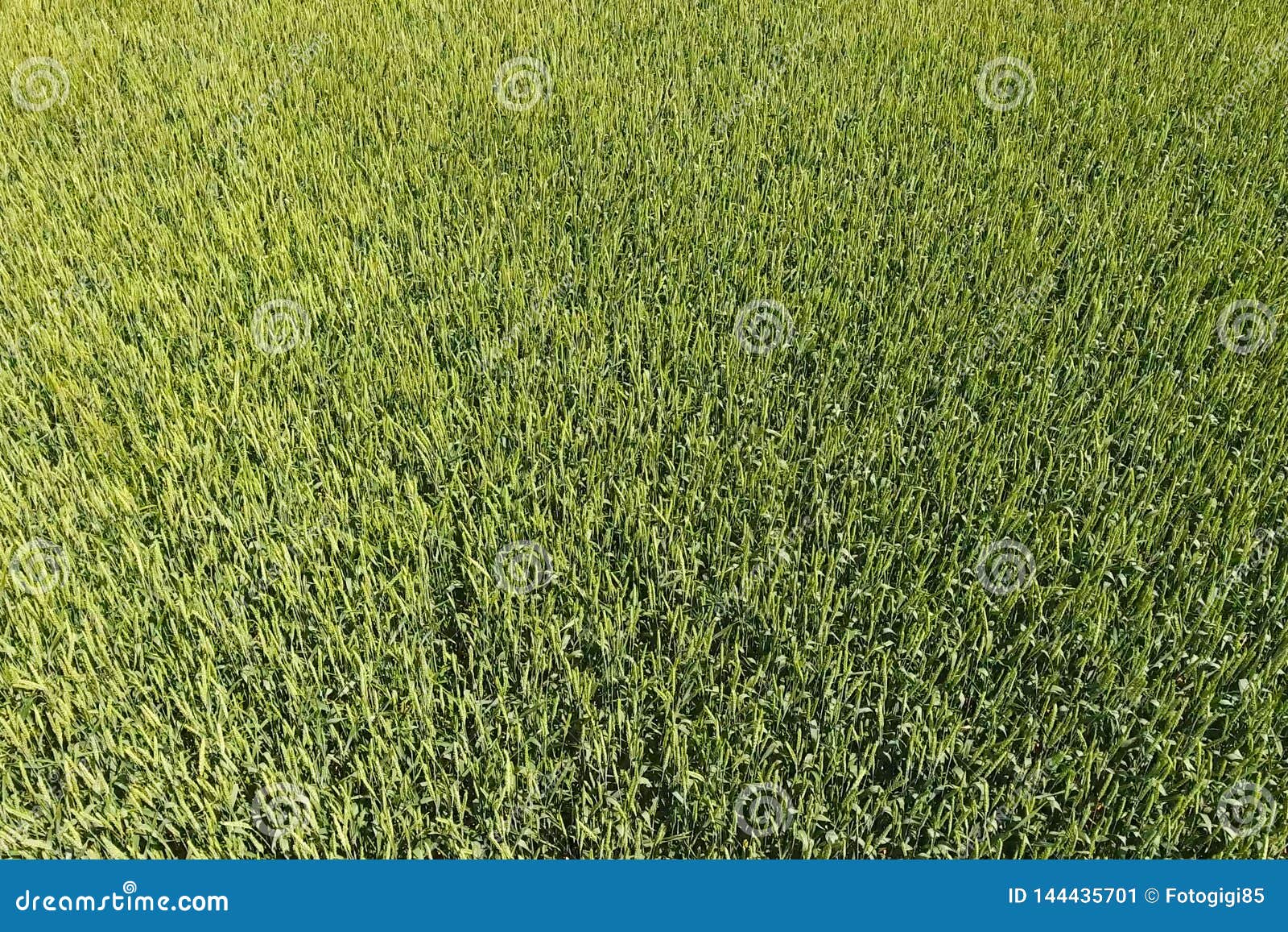 Green Wheat in the Field, Top View with a Drone. Texture of Whea Stock ...