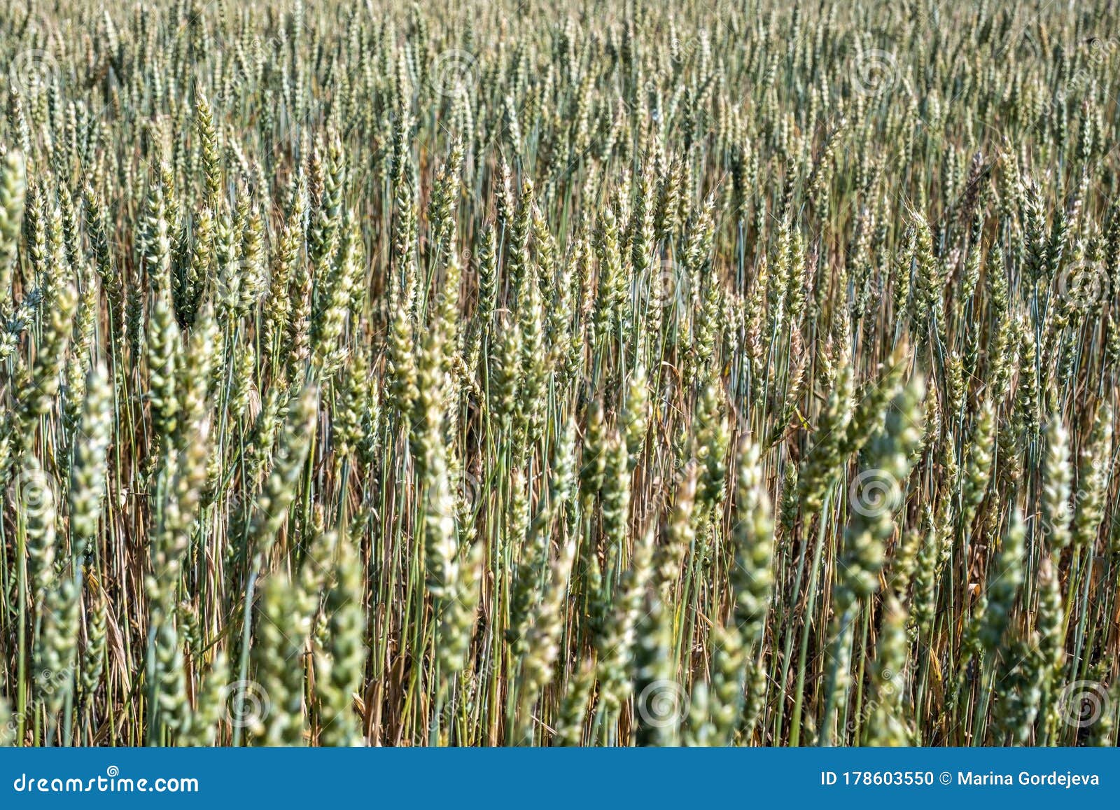 Green Wheat Fields Sprout in the Spring in Eastern Europe, the Main ...