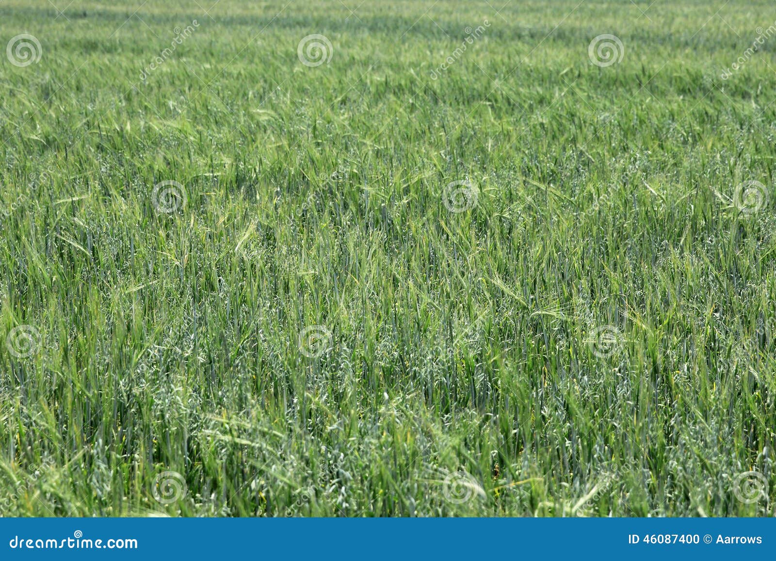 Green Wheat on a Grain Field Grass Texture Stock Photo - Image of grass ...