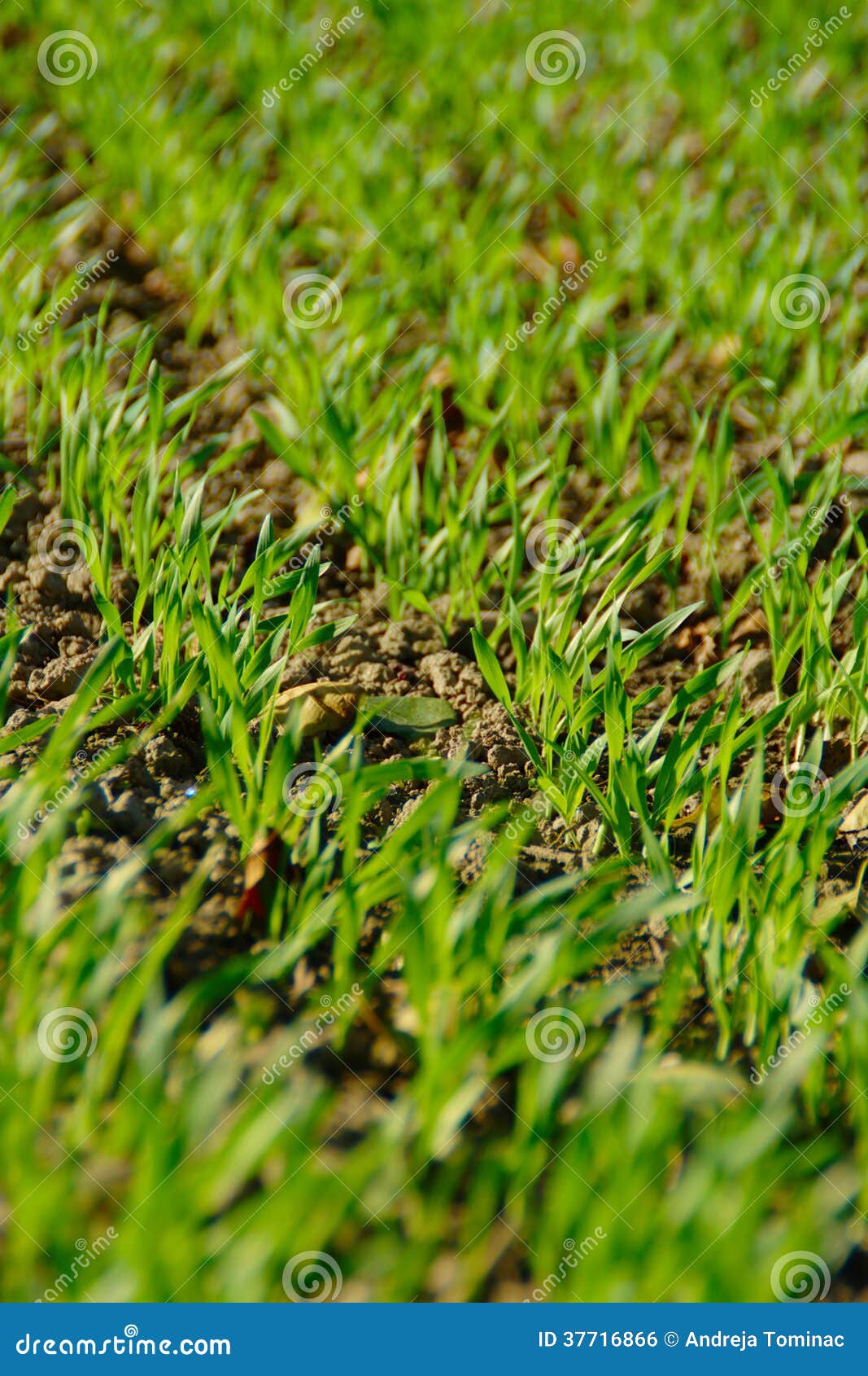 Green Wheat Grass stock photo. Image of grass, autumn - 37716866