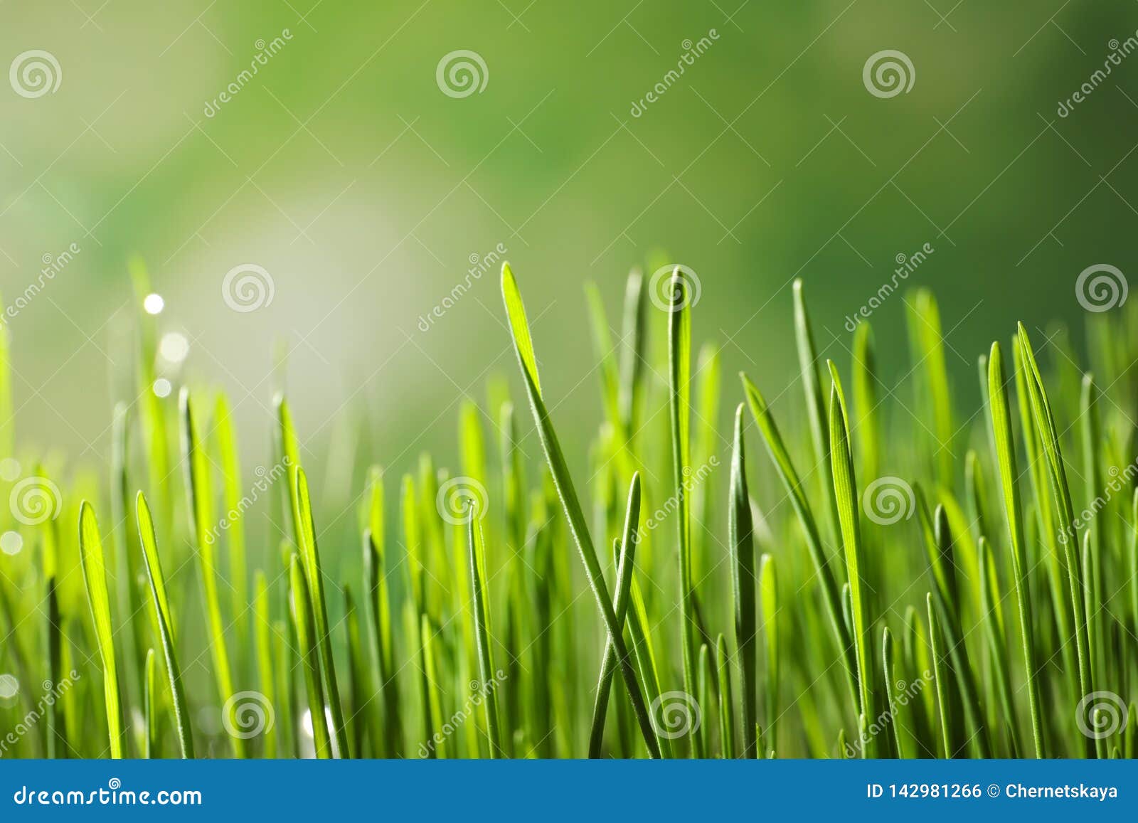 Green Wheat Grass on Blurred Background Stock Photo - Image of flora ...
