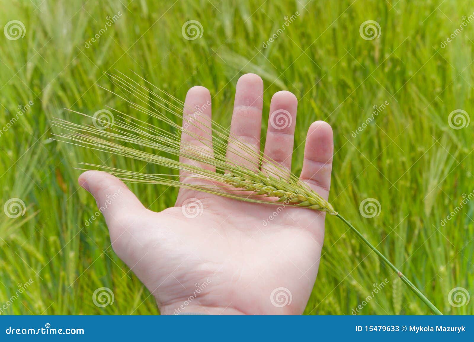 Green wheat in hand stock image. Image of ecology, farmer - 15479633