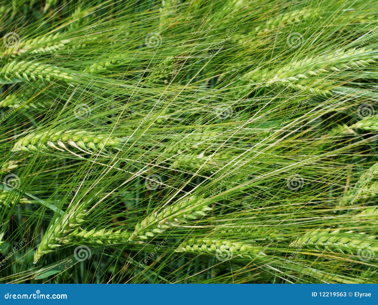 Green wheat heads stock image. Image of pure, concept - 12219563
