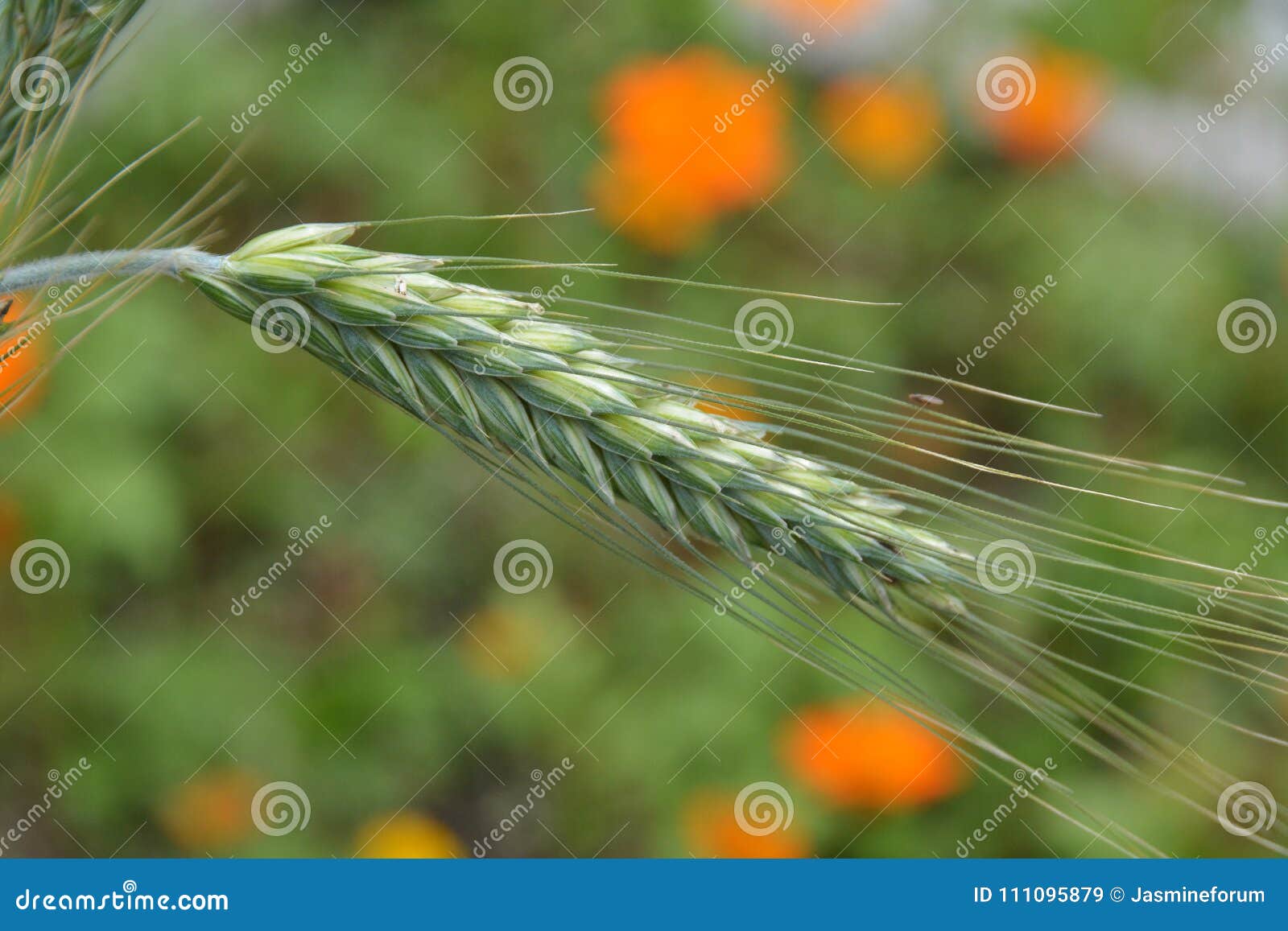 Green wheat heads close up stock image. Image of green - 111095879