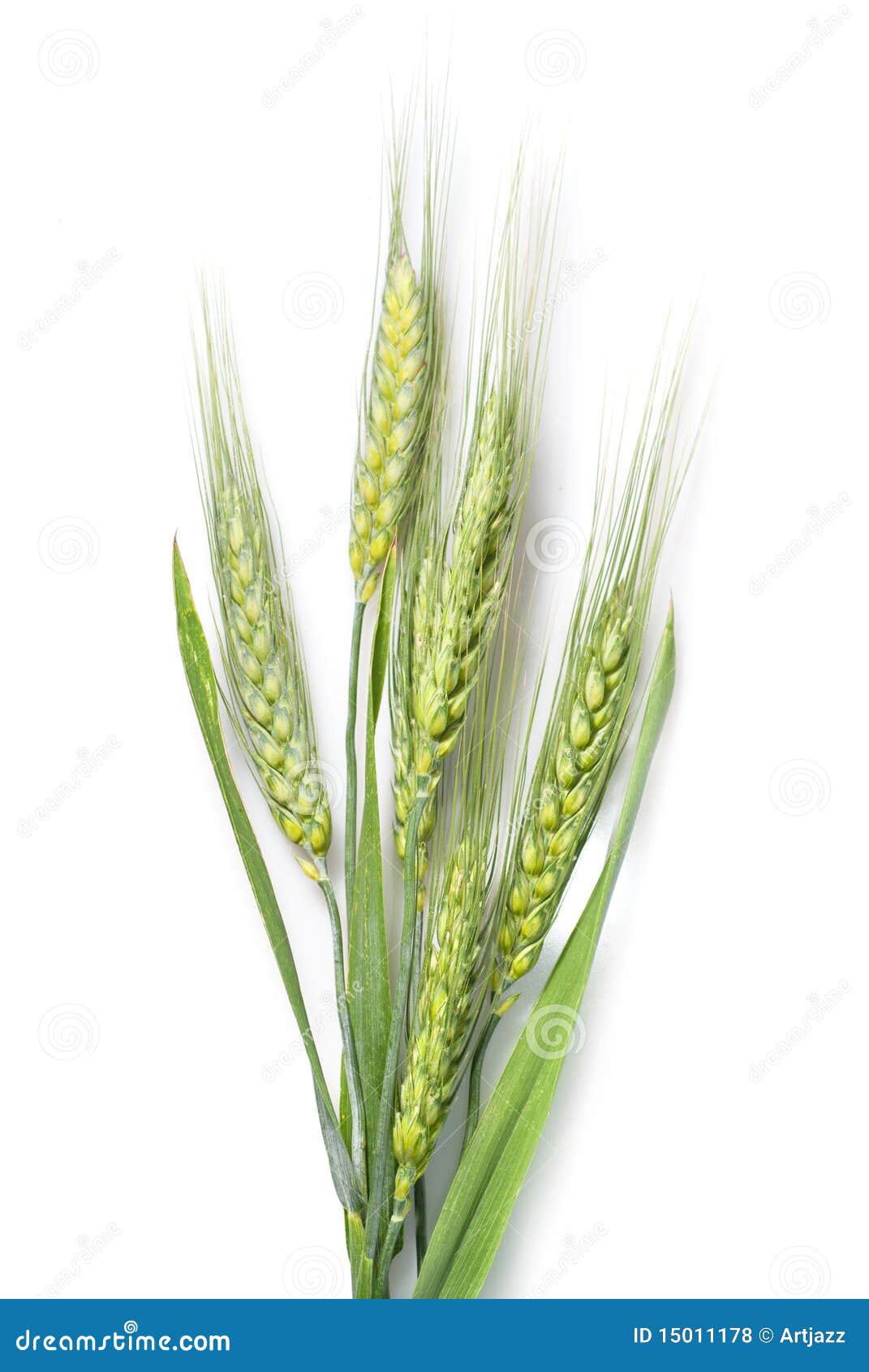 Green Wheat Or Triticum Species With Long Awns Royalty-Free Stock ...