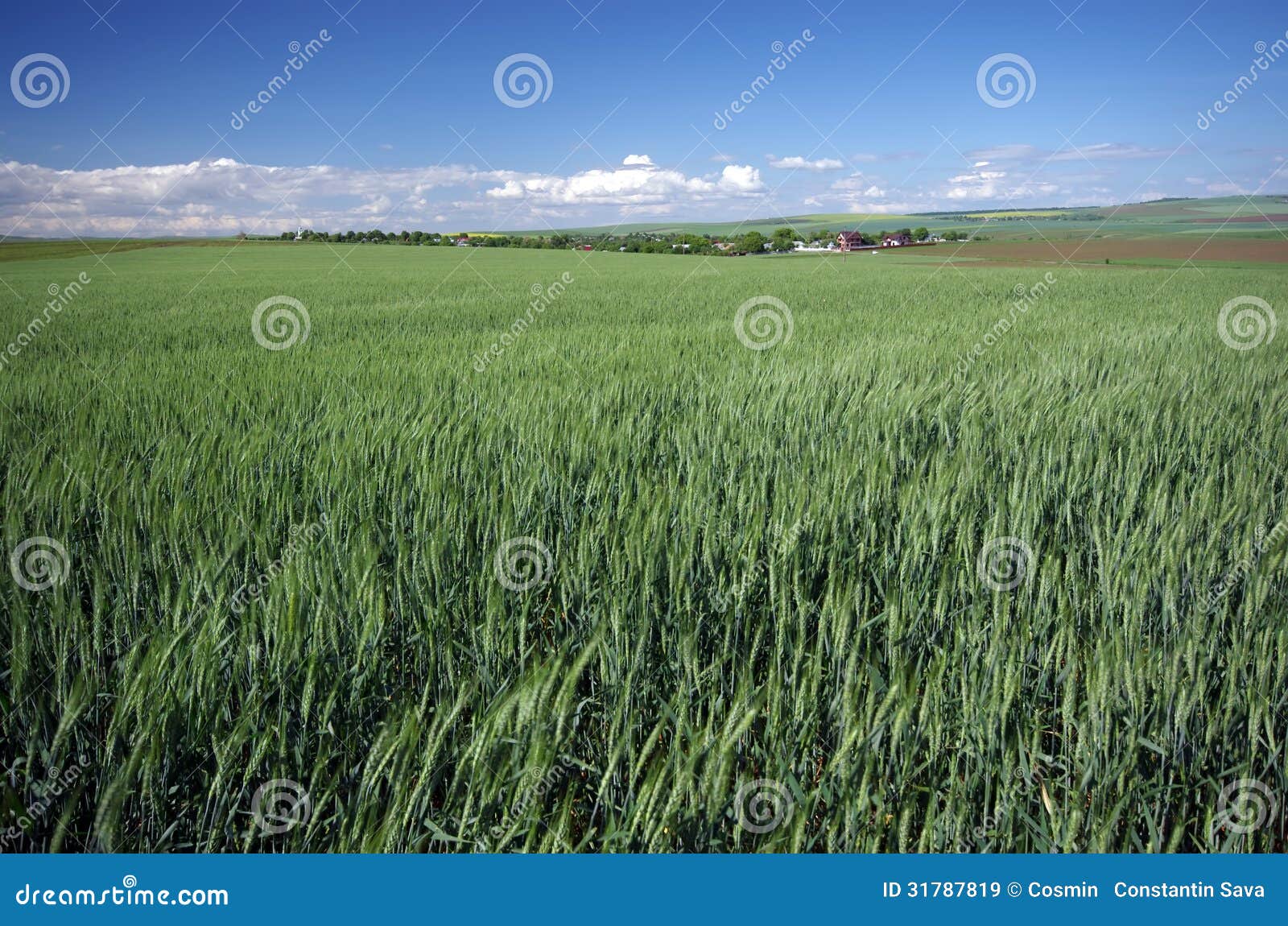 Green wheat landscape stock image. Image of farm, meadow - 31787819