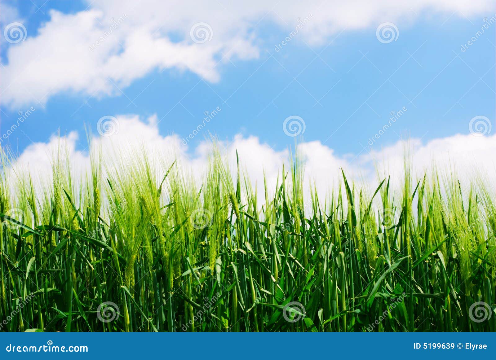 Green wheat plant details stock image. Image of detail - 5199639