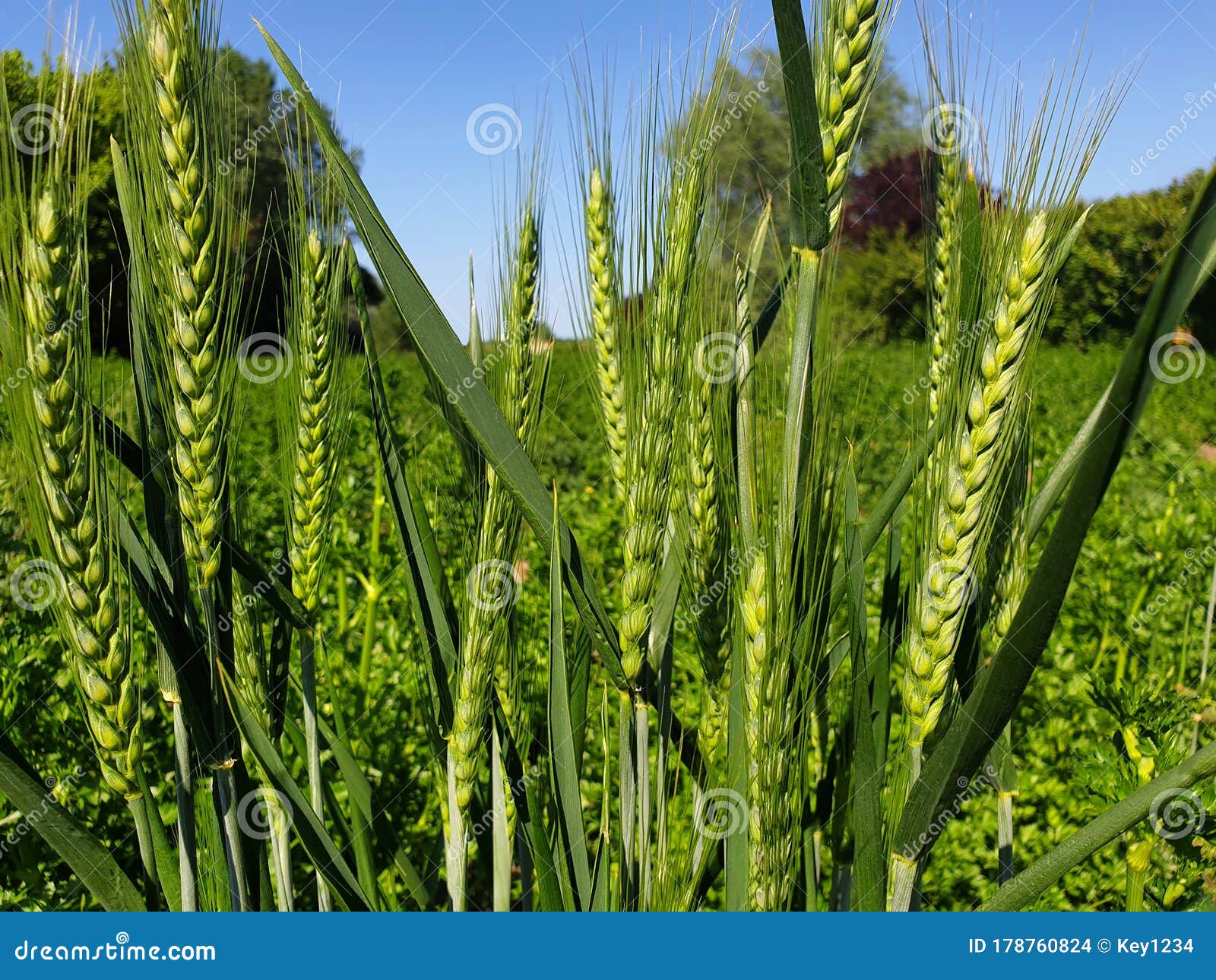 Green Wheat Plant on a Field on a Sunny Day Stock Photo - Image of ...