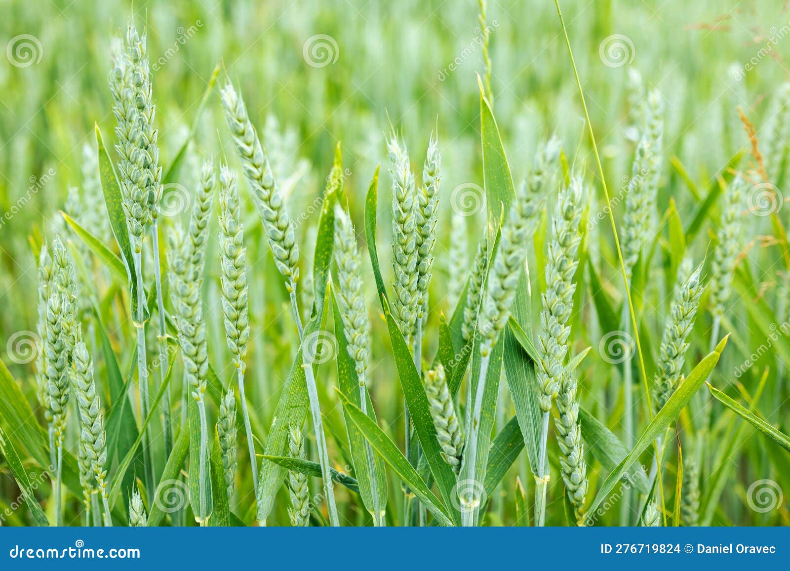 Wheat Plants In Front Of A Corn Field Stock Photo | CartoonDealer.com ...