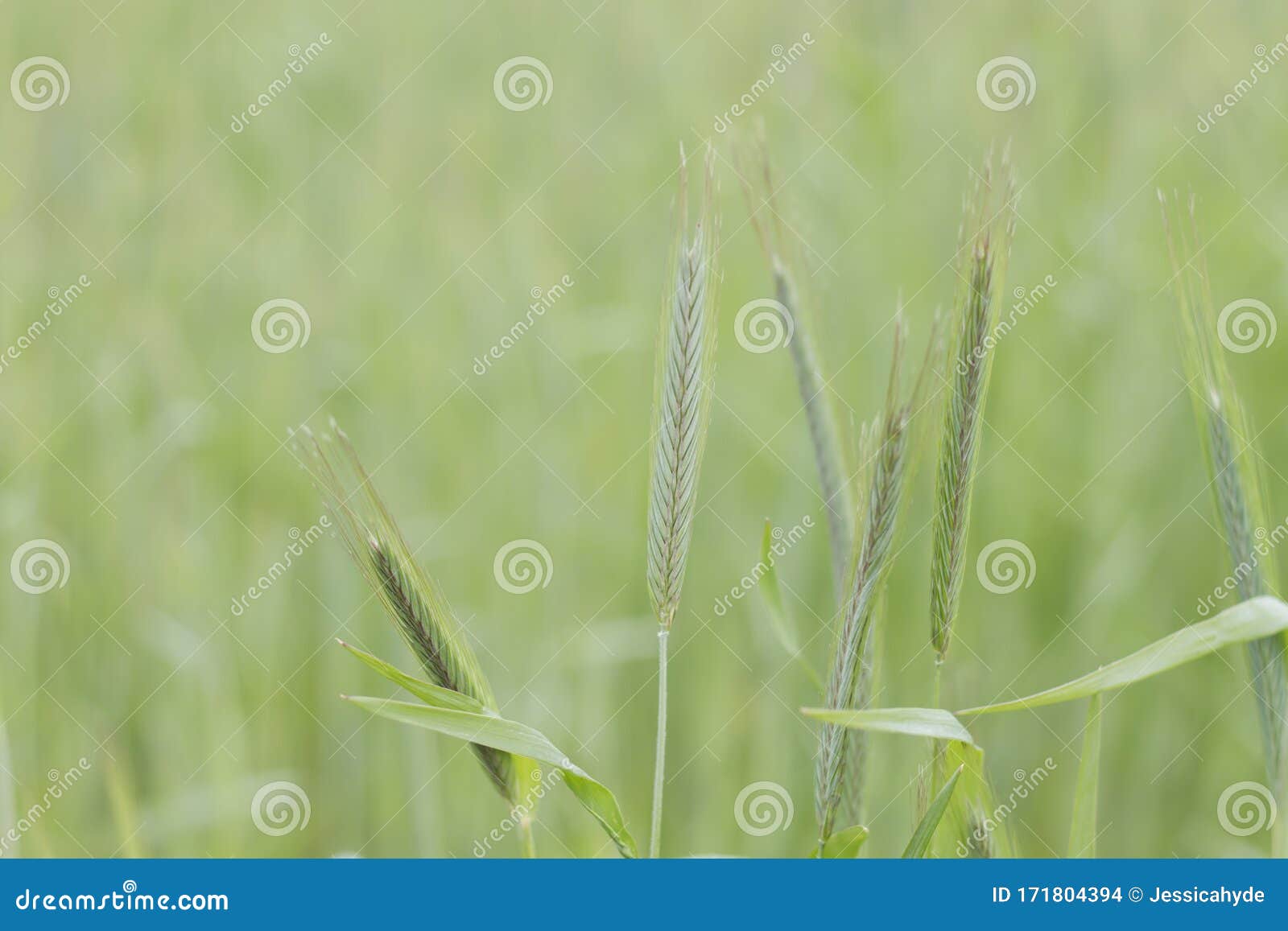 Green Wheat Plants Close Up Stock Photo - Image of nutritive, meadow ...