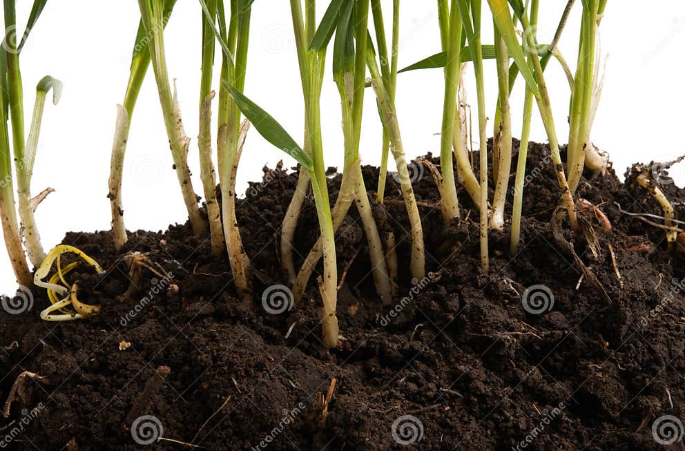 Green Wheat with Root Isolated Stock Image - Image of isolated, macro ...