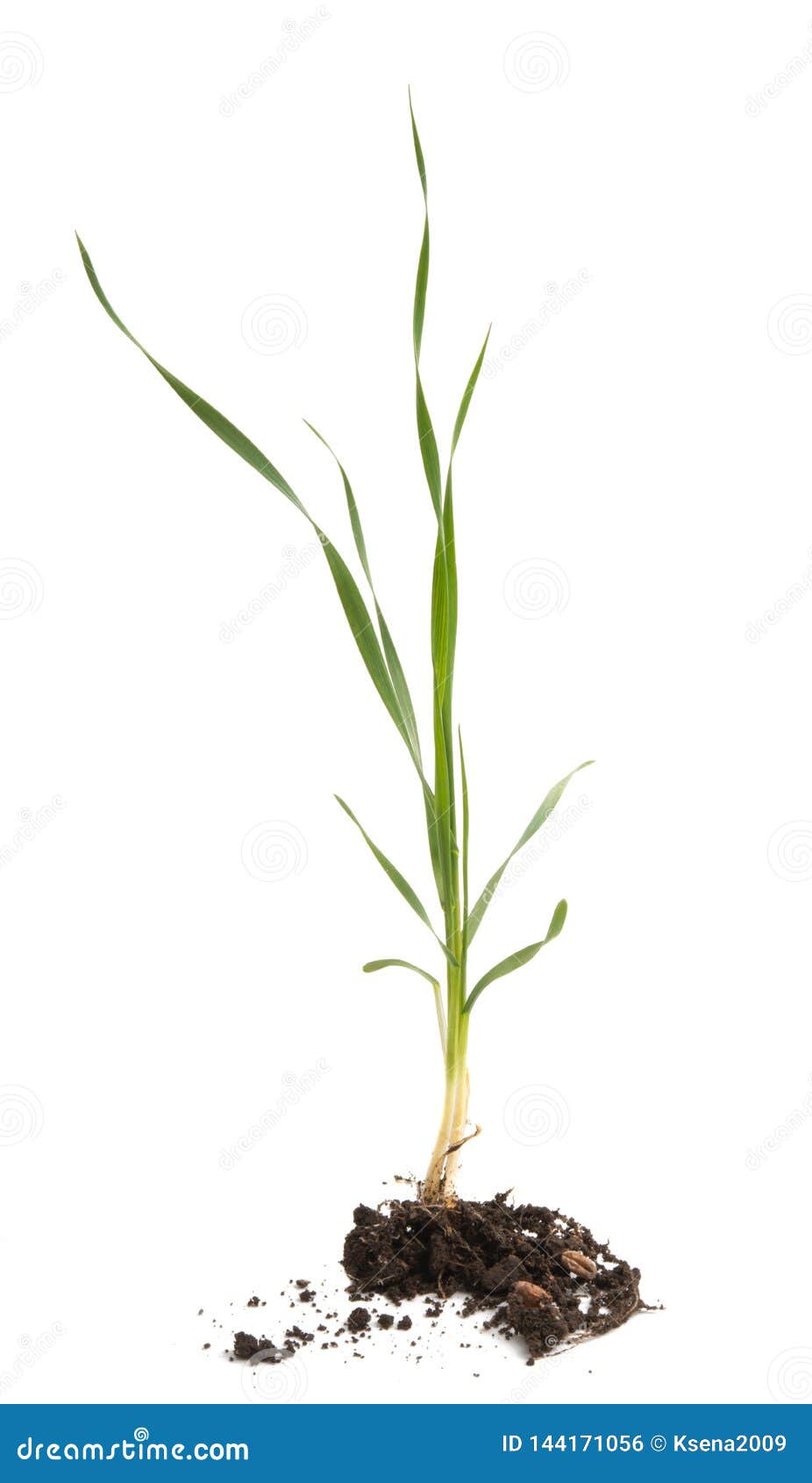 Green Wheat with Root Isolated Stock Photo - Image of background ...