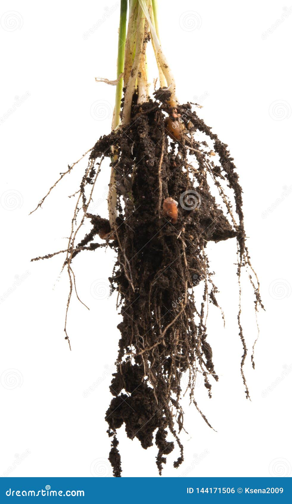 Green Wheat with Root Isolated Stock Photo - Image of green, freshness ...