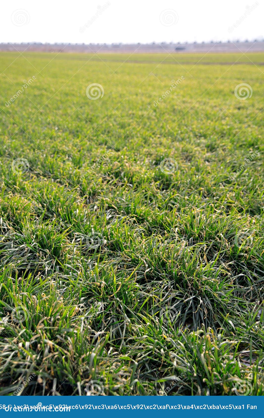 Wheat Residual After Cutting Crops , Gehun Ki Totar , Farm Residue ...
