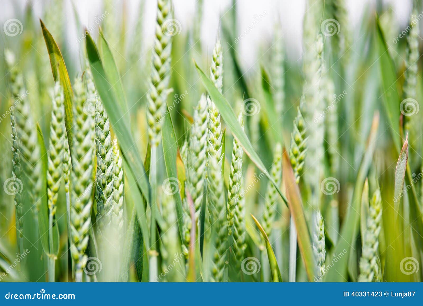Green wheat in spring stock image. Image of outdoors - 40331423